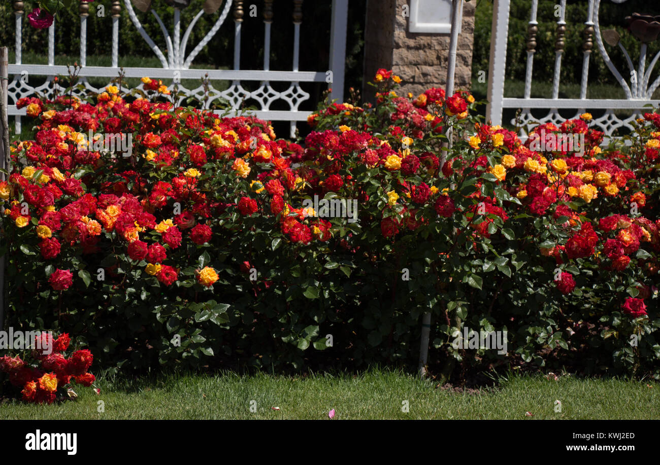 Blooming beautiful colorful roses in the garden background Stock Photo ...