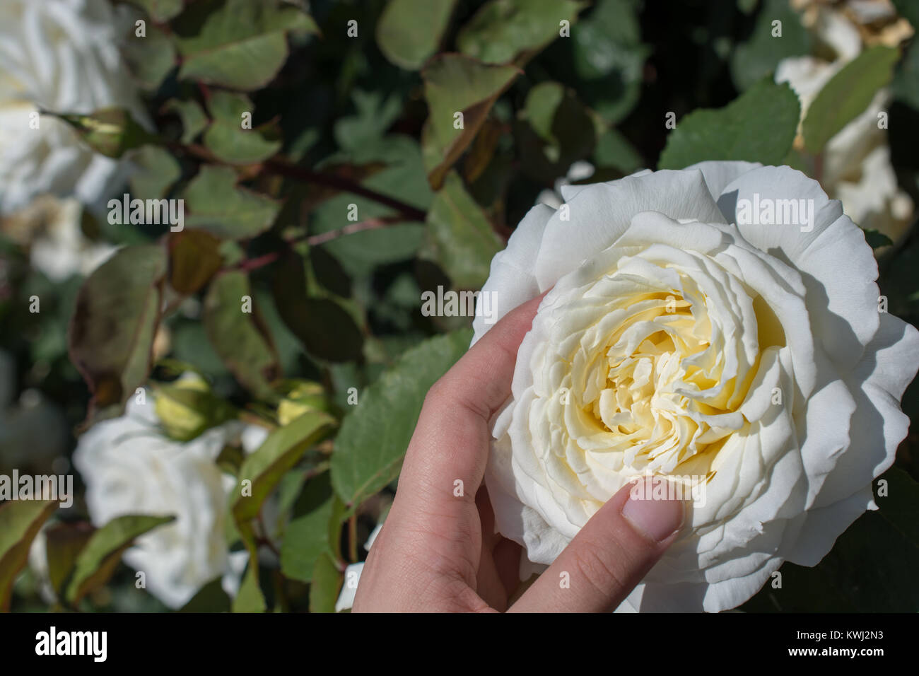 Beautiful fresh rose in hand Stock Photo - Alamy