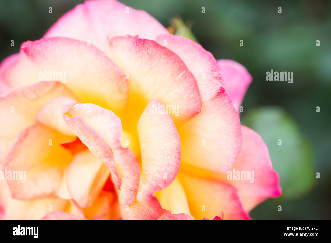 Beautiful fresh roses in close up view Stock Photo - Alamy