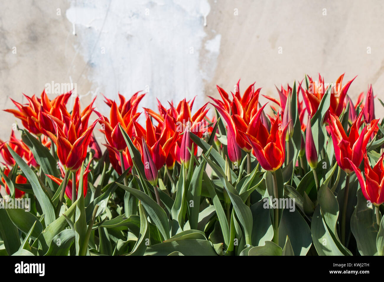 Red color Tulips Bloom in Spring in garden Stock Photo - Alamy