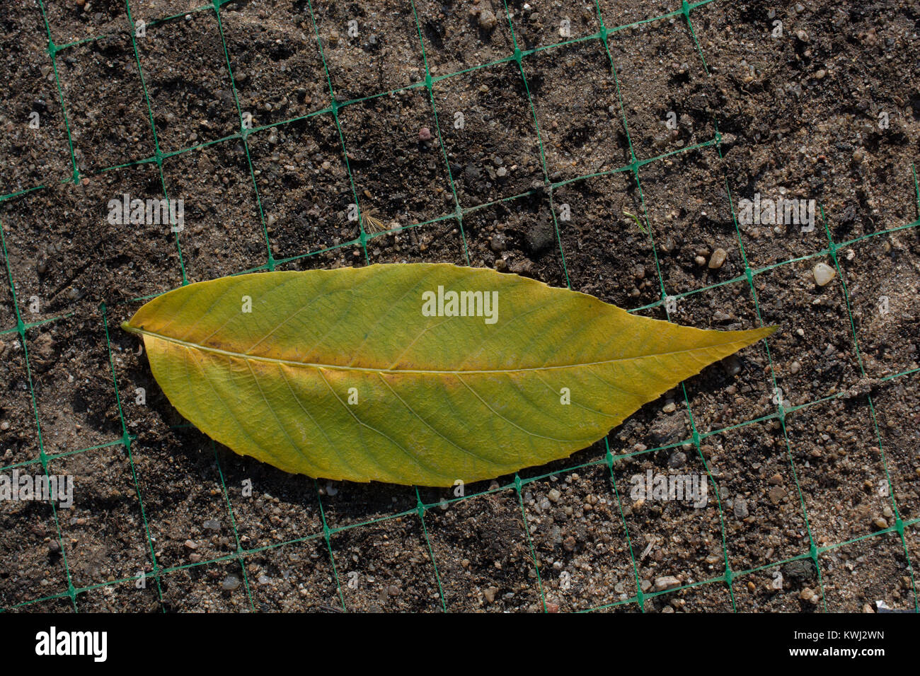 One separate dry leaf of Autumn times Stock Photo - Alamy