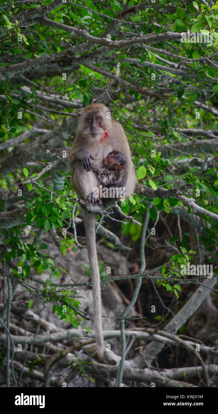 A monkey with baby monkey on tree in Phuket, Thailand Stock Photo - Alamy