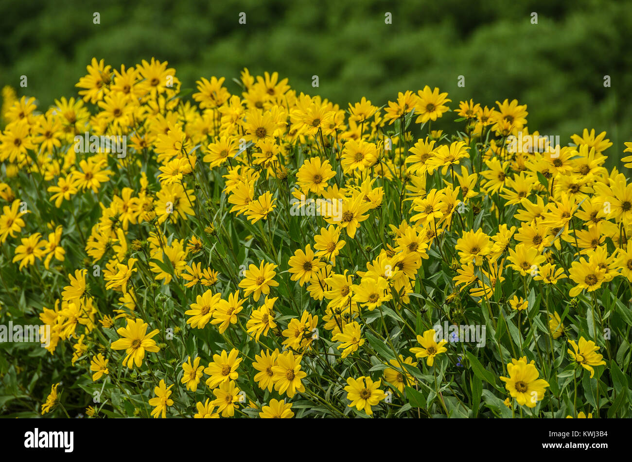 Showy Goldeneye (Viguiera multiflora) (Heliomeris multiflora) aka False ...