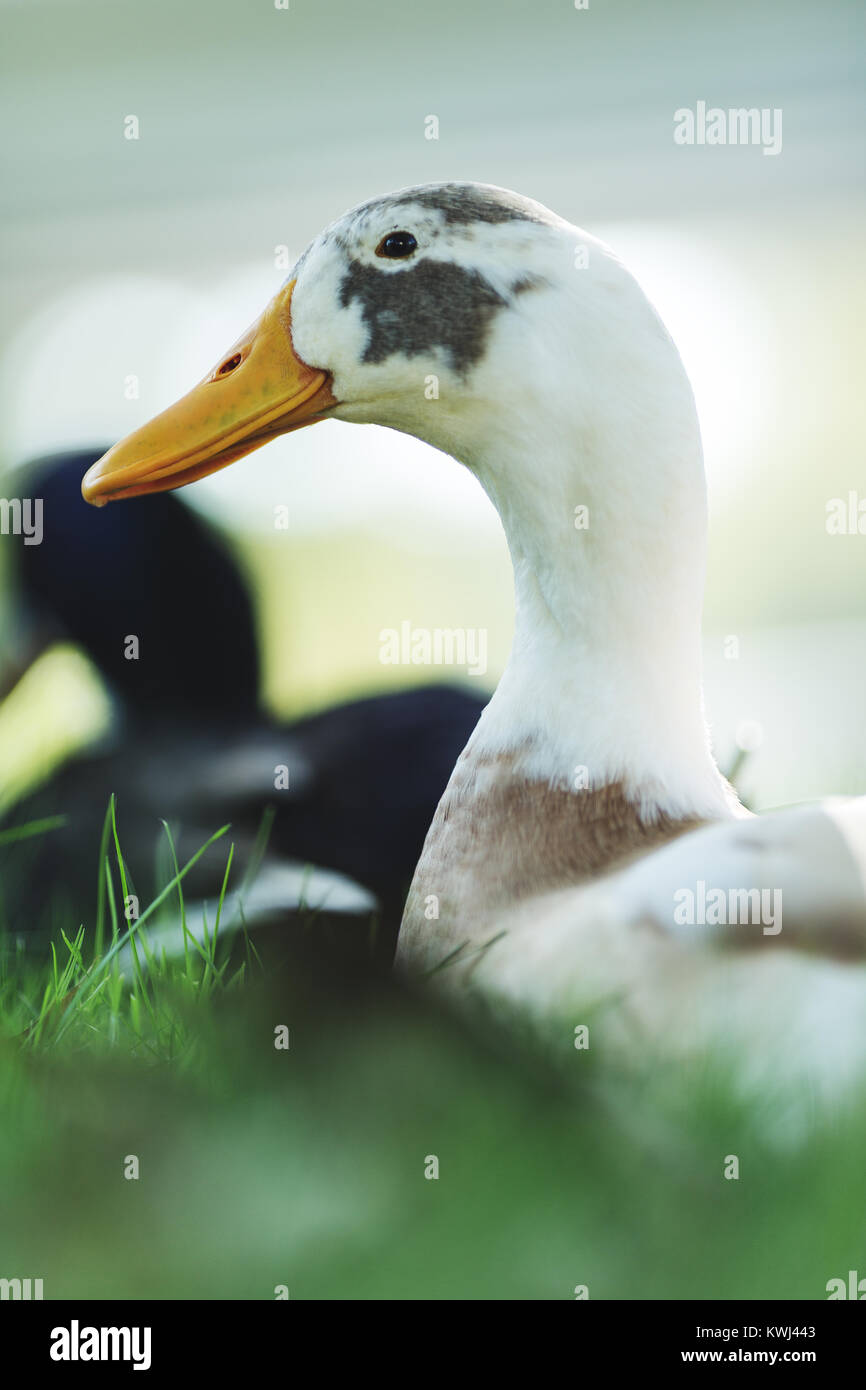 Portrait of a duck Stock Photo - Alamy