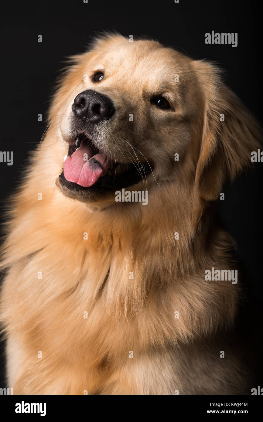 Portrait of dogs Stock Photo - Alamy