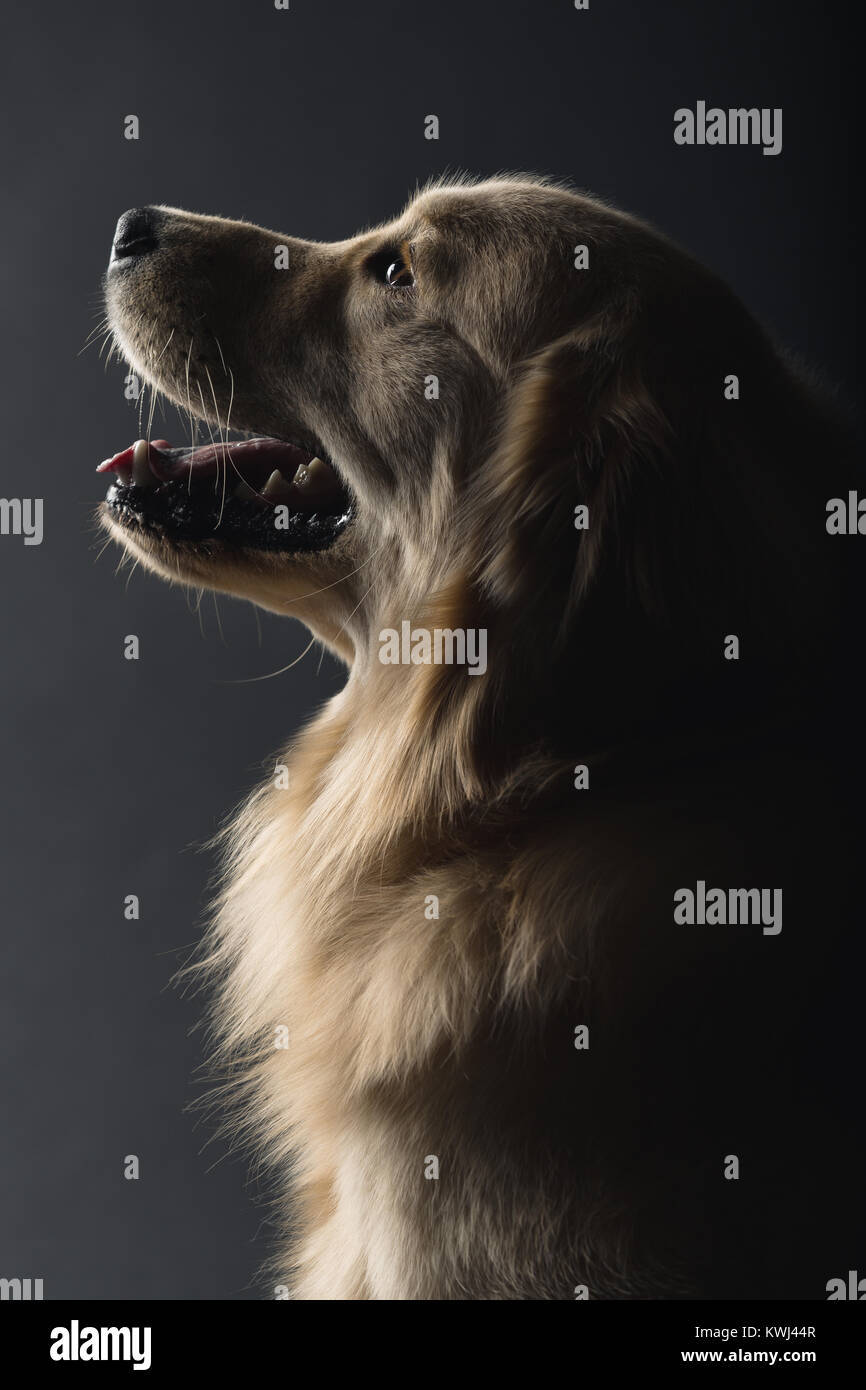 Portrait of dogs Stock Photo - Alamy