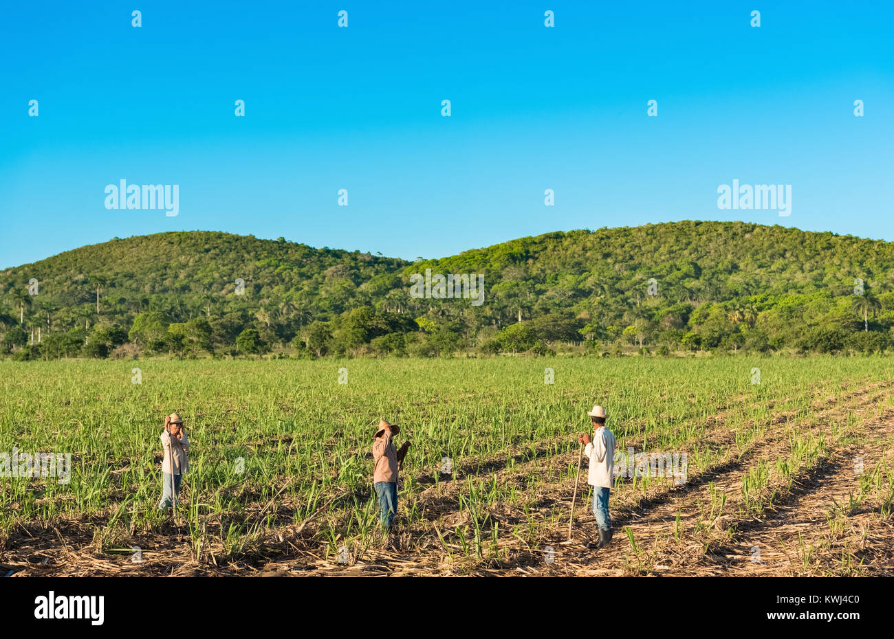 Cuban field farmer on the sugarcane field during the harvest in Santa ...