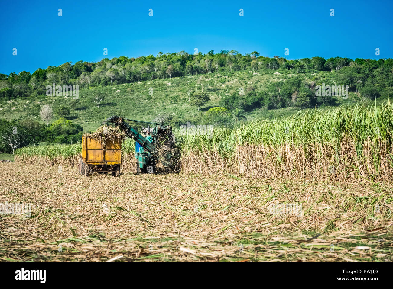 Sugarcane harvest on the field with a combine harvester in Santa Clara ...