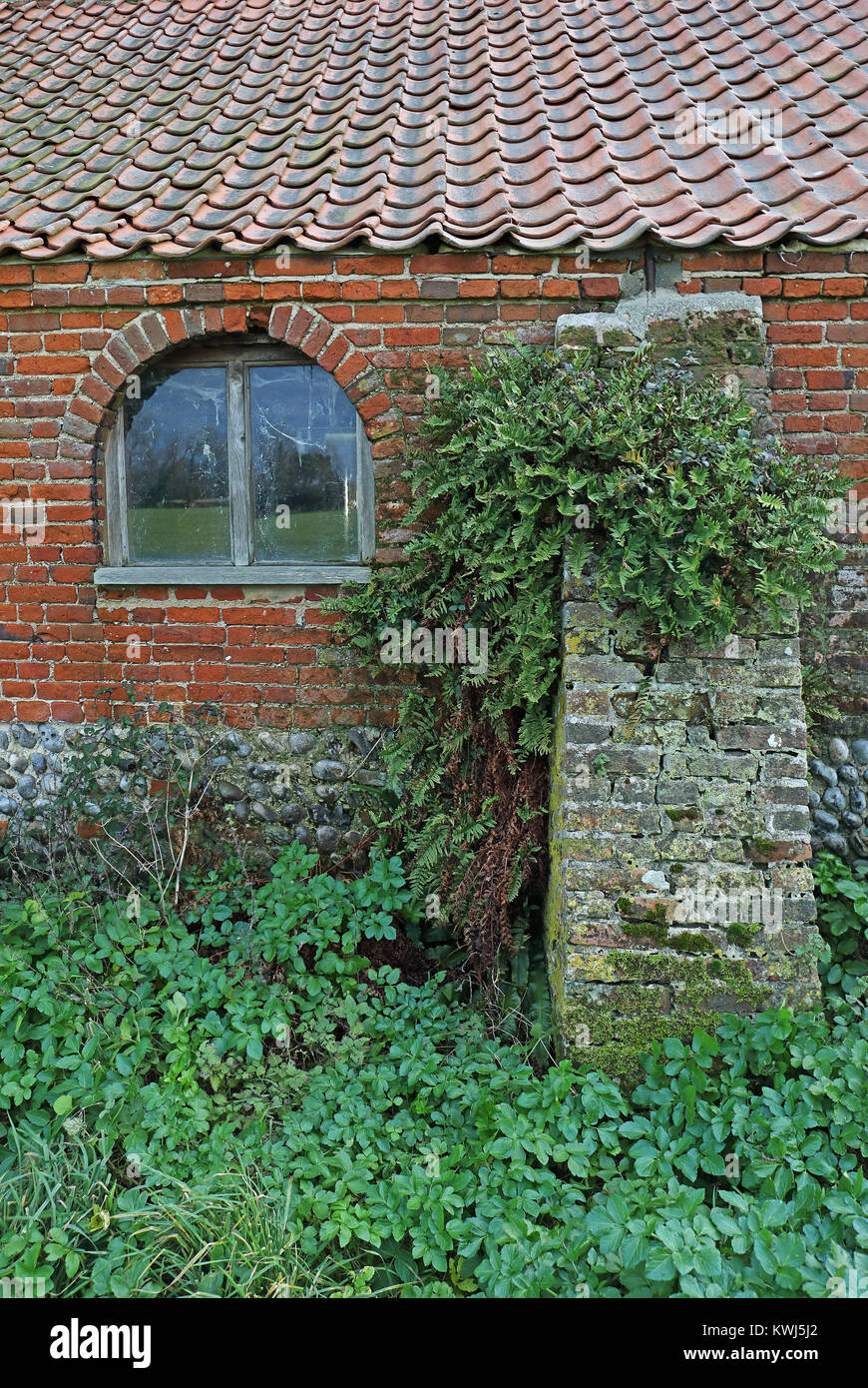 plants growing on neglected outbuilding Hempstead, Lessingham, Norfolk ...