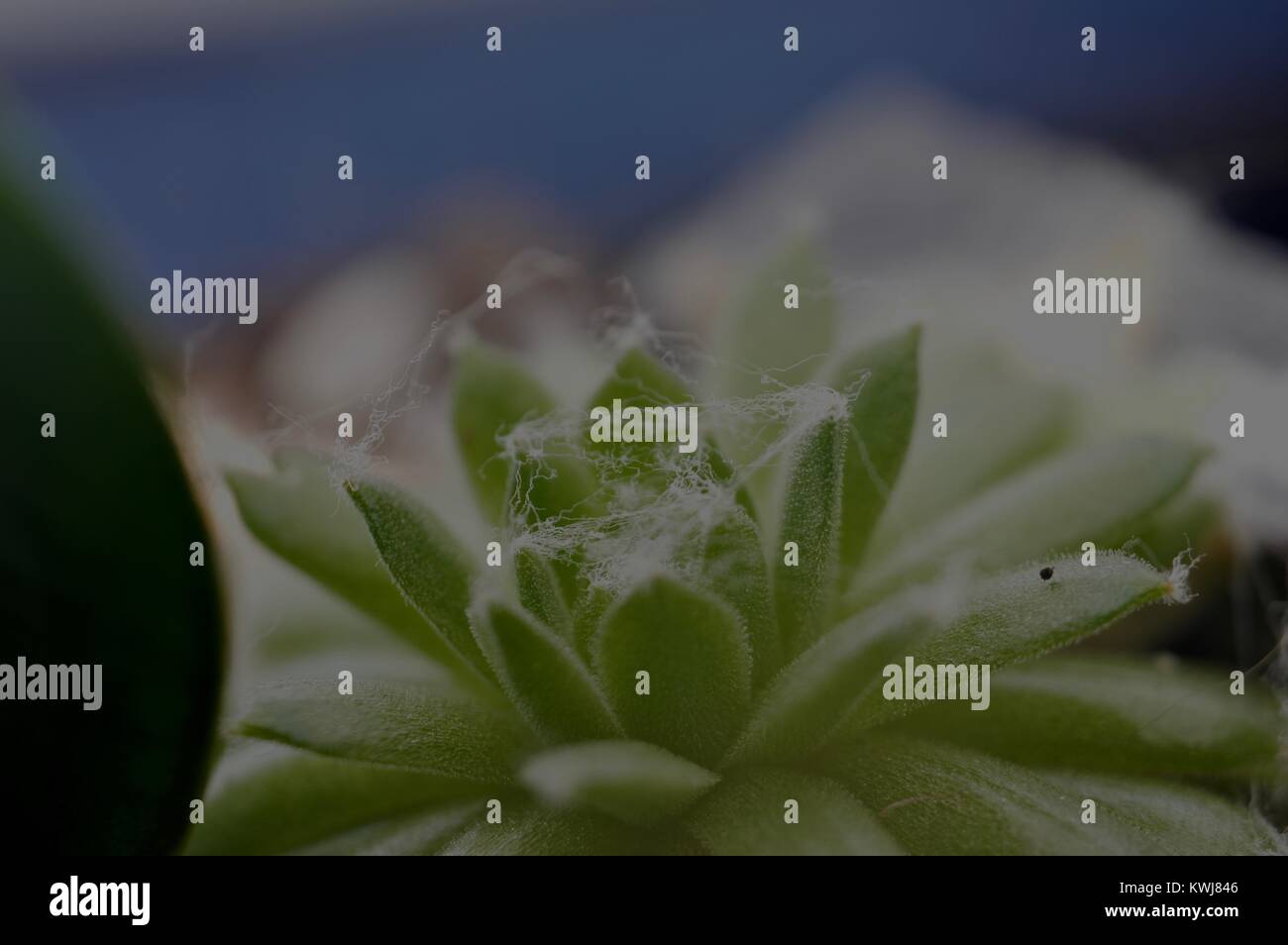 Succulent / Cobweb Houseleek / Sempervivum Arachnoideum Stock Photo - Alamy