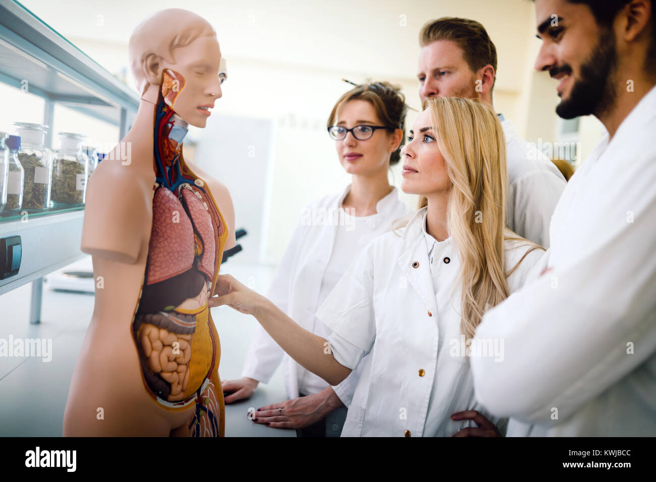 Students of medicine examining anatomical model Stock Photo - Alamy