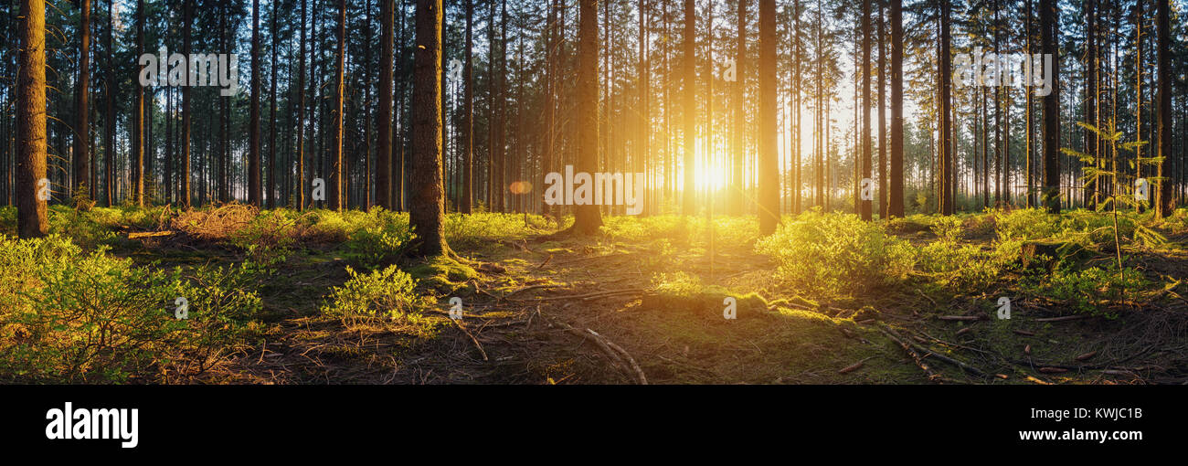 Wood forest nature hi-res stock photography and images - Alamy