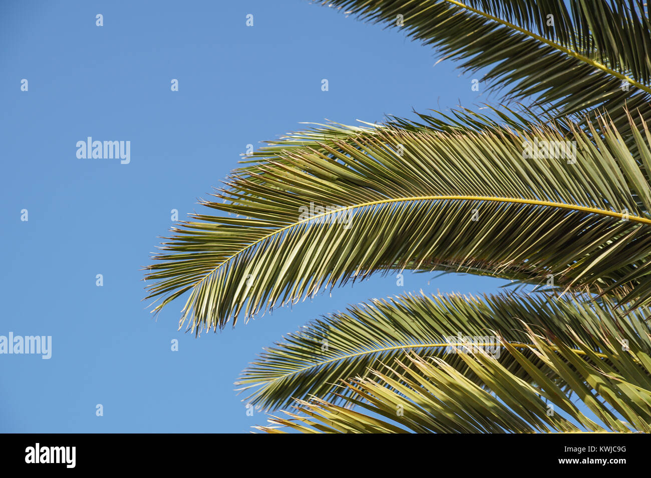 Palm trees in blue sunny hi-res stock photography and images - Alamy