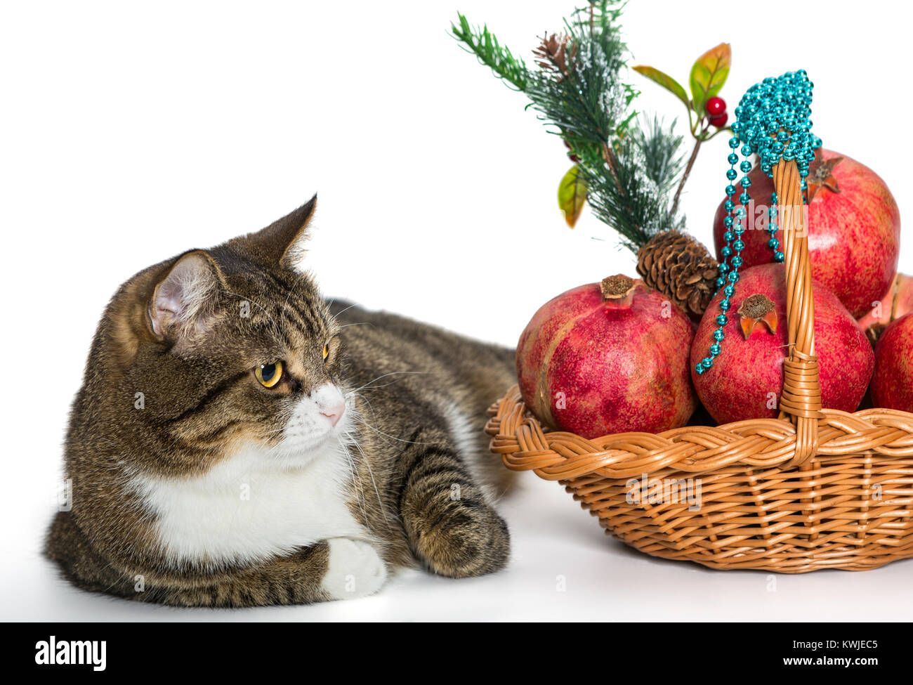 Gray cat and Christmas basket of pomegranate, isolated on a white ...