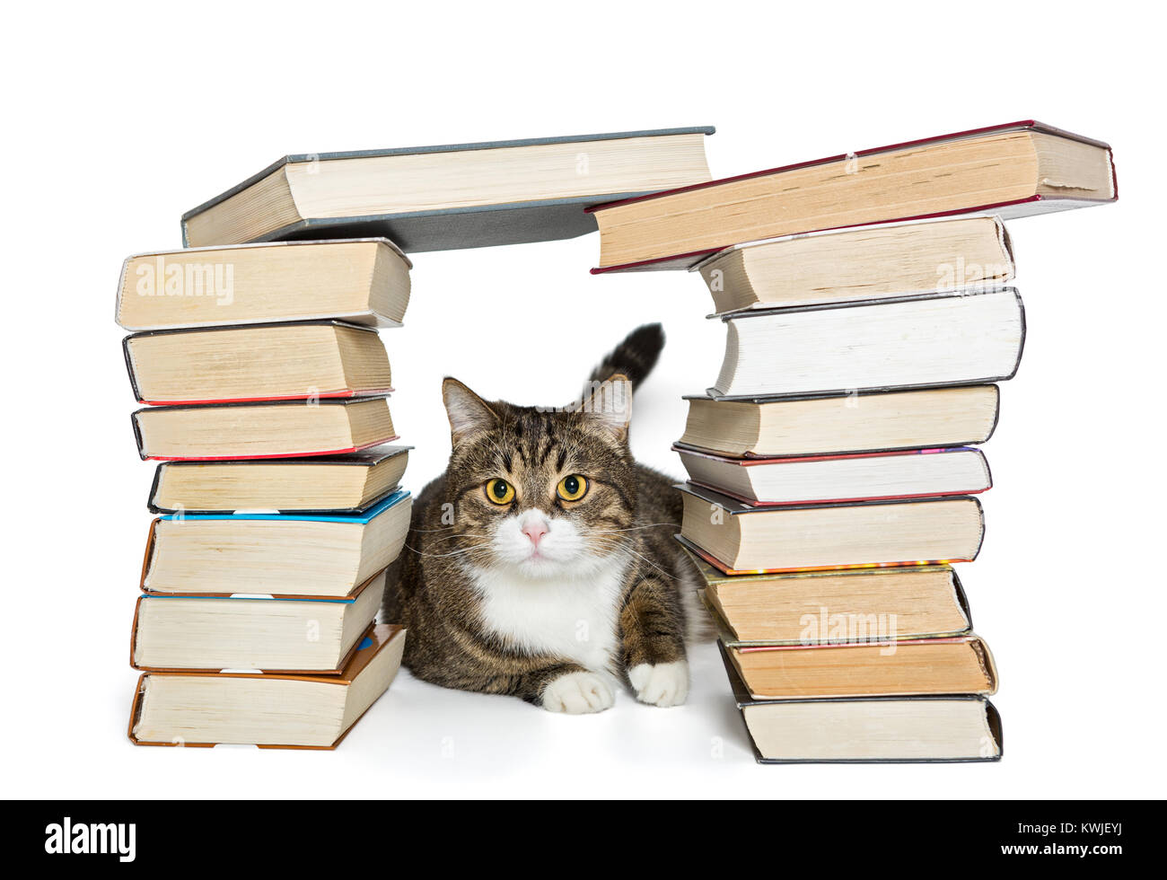 Big gray cat sitting in the house of books, isolated on white Stock ...