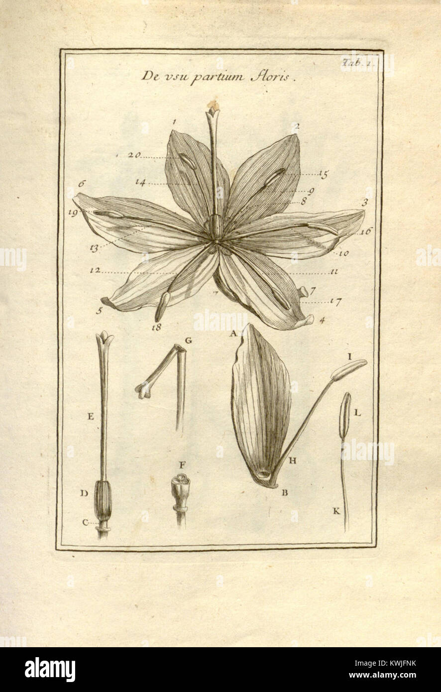 Reflecting botanical nomenclature hi-res stock photography and images ...