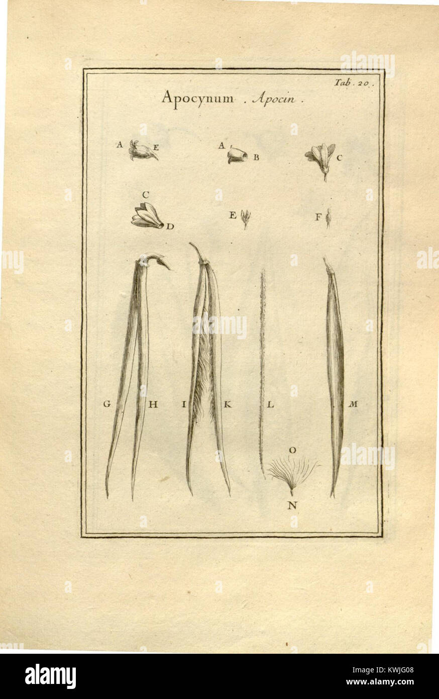 Josephi Pitton Tournefort's 'Institutiones rei herbari' (Tab. 20), a ...