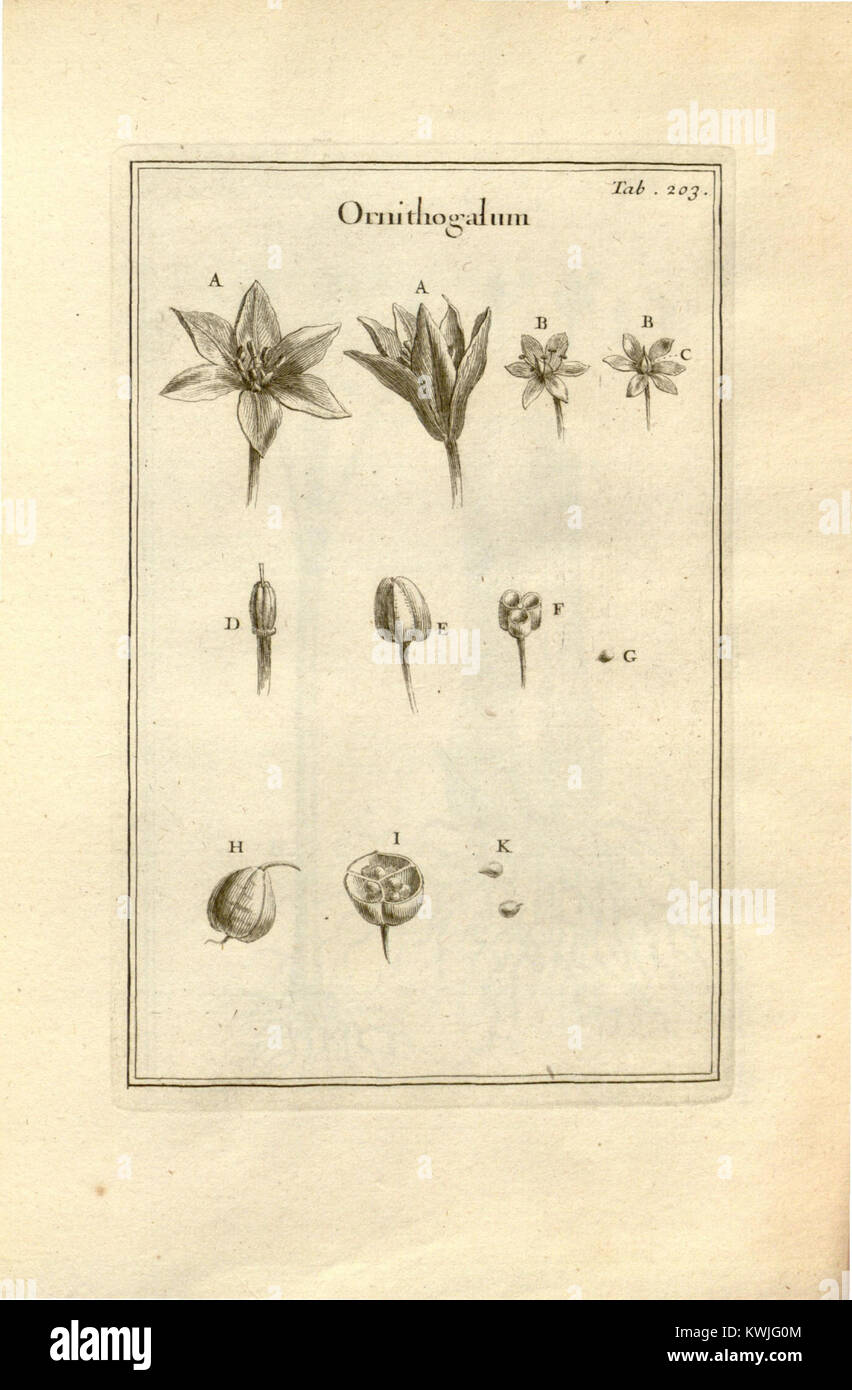 A botanical illustration from Joseph Pitton de Tournefort's ...