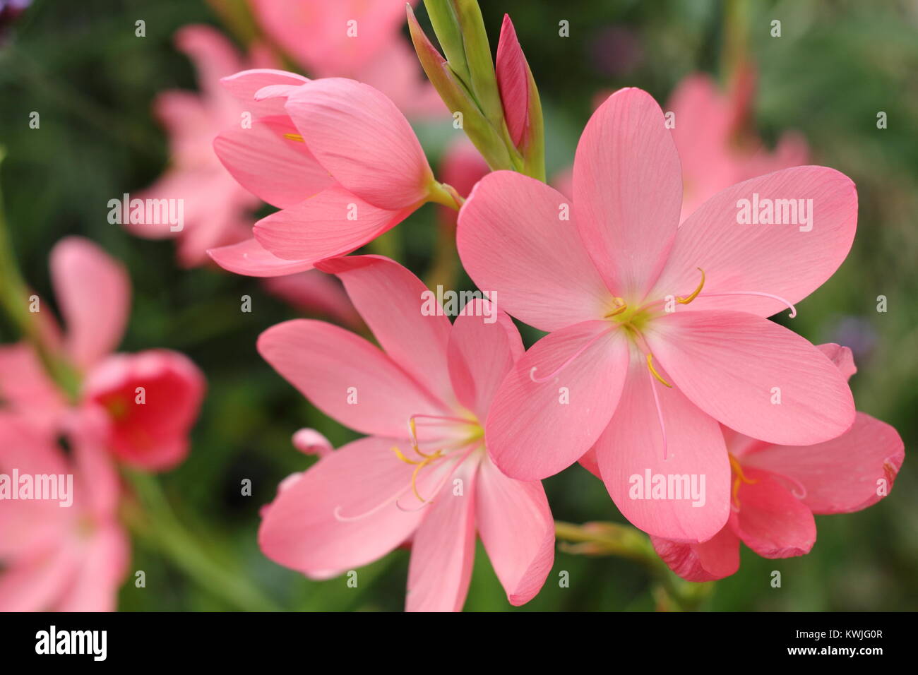 Hesperanthas Coccinea High Resolution Stock Photography and Images - Alamy