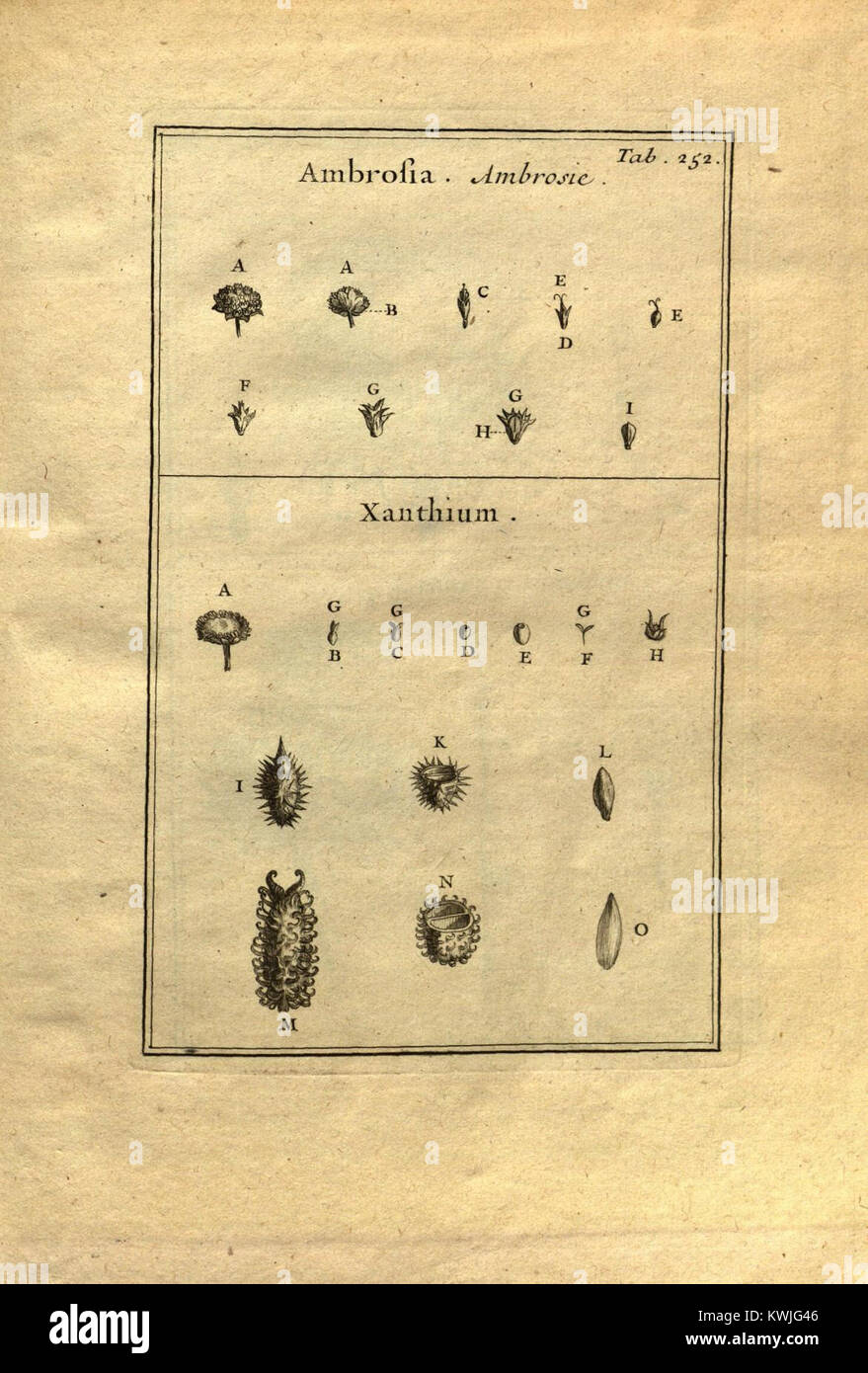 Joseph Pitton de Tournefort's work 'Institutiones rei herbari' is a ...