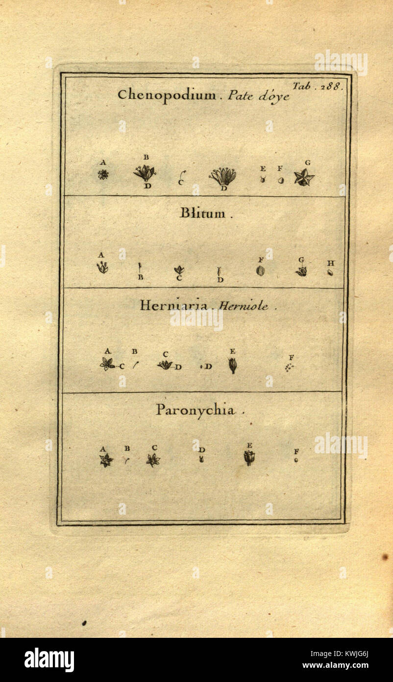 This illustration from Joseph Pitton de Tournefort's 'Institutiones rei ...