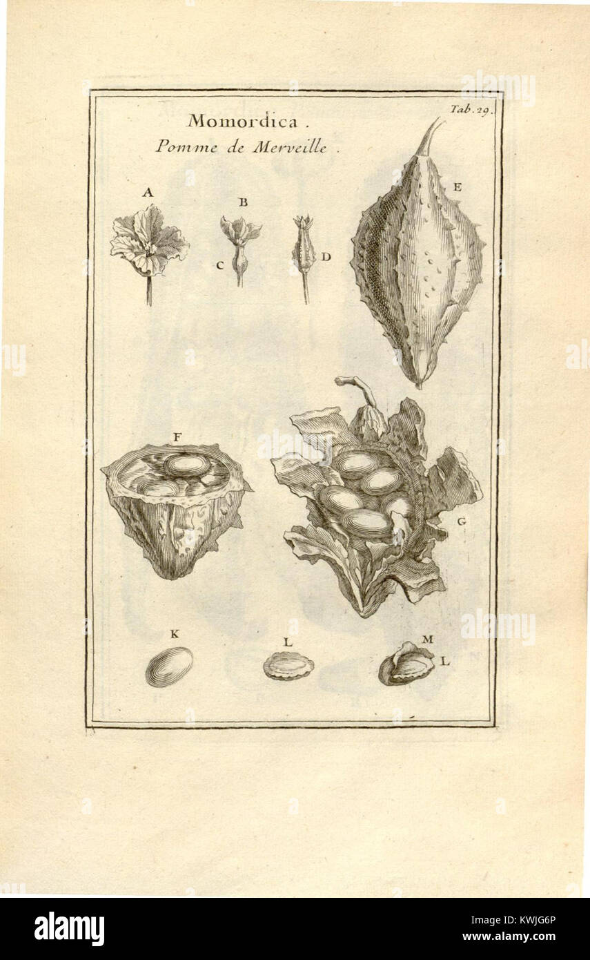 Plate 29 from Tournefort’s “Institutiones Rei Herbariae” displays ...