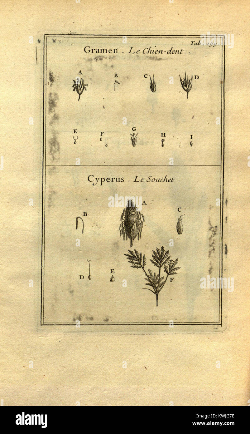 An illustration from Joseph Pitton Tournefort's 'Institutiones rei ...