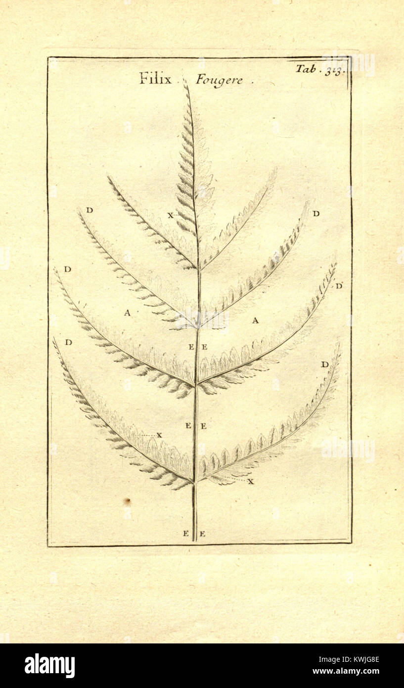 This illustration from Joseph Pitton de Tournefort’s work ...