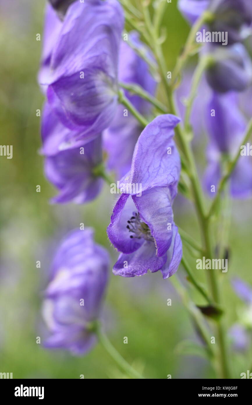Monkshood flower hi-res stock photography and images - Alamy