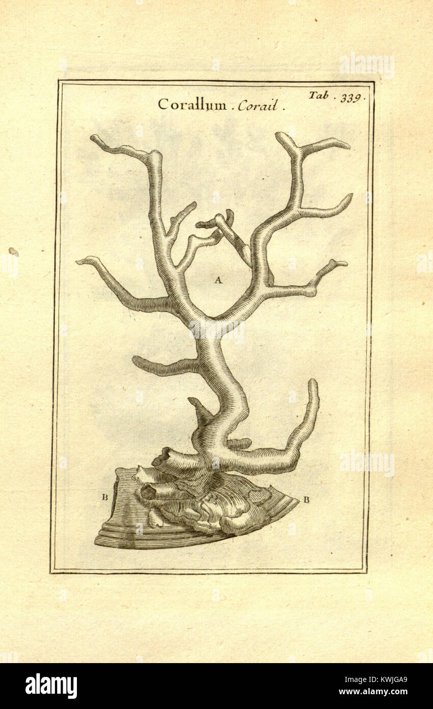 A botanical illustration from Joseph Pitton de Tournefort's work ...