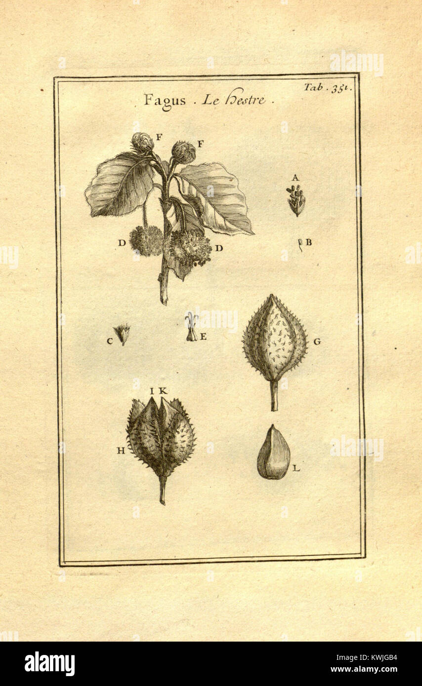 A botanical illustration from Joseph Pitton de Tournefort's ...