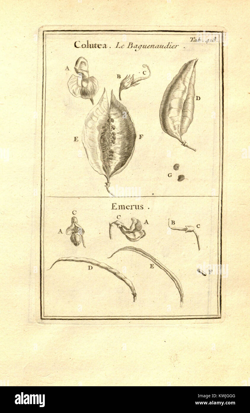 A botanical illustration from Joseph Pitton de Tournefort's ...