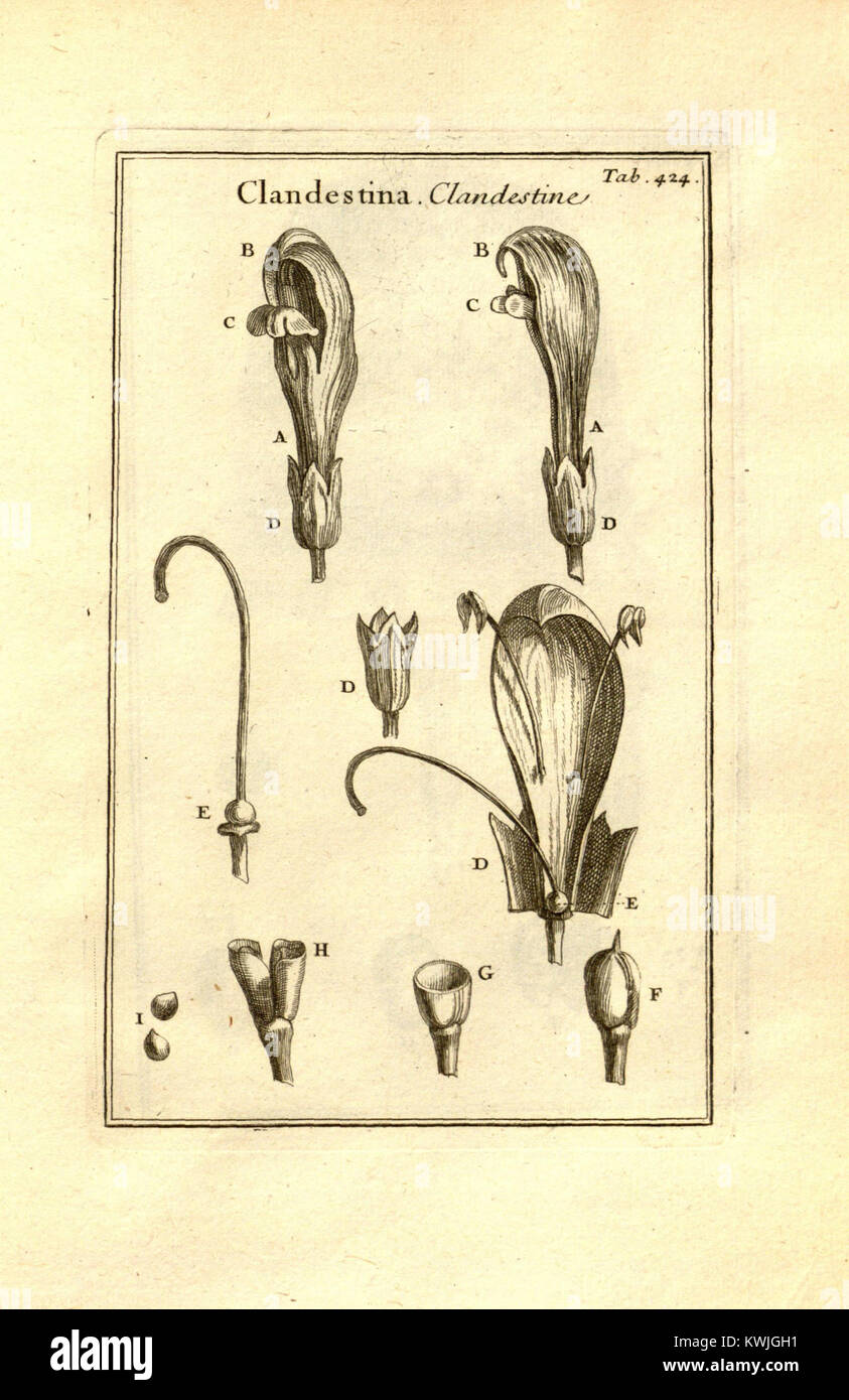 An illustration from Joseph Pitton de Tournefort’s 'Institutiones rei ...