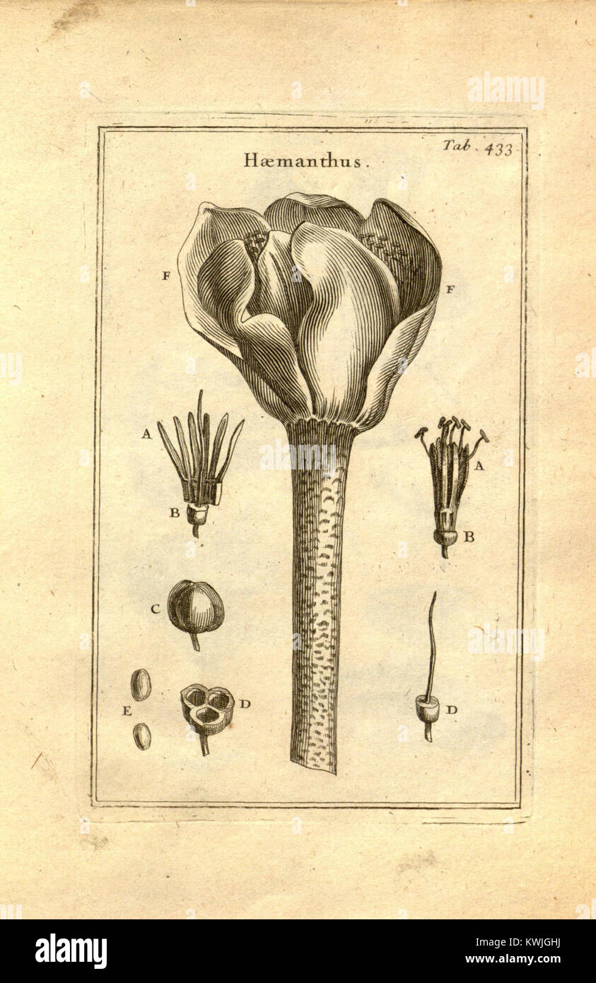 Joseph Pitton de Tournefort's work on plant taxonomy, particularly his ...