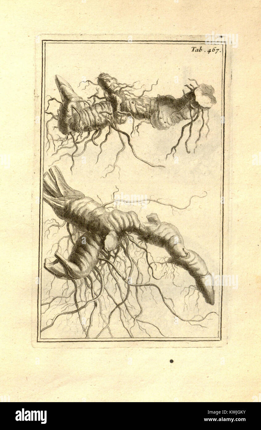 This image represents a page from Joseph Pitton de Tournefort’s ...