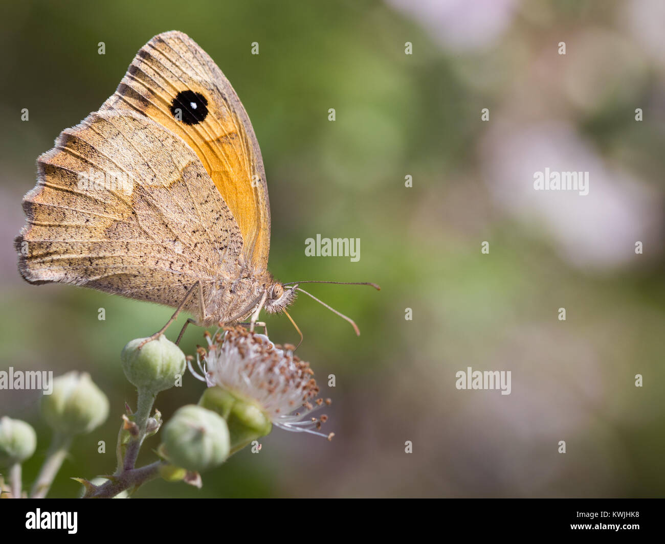 Butterfly photographed in their natural environment Stock Photo - Alamy