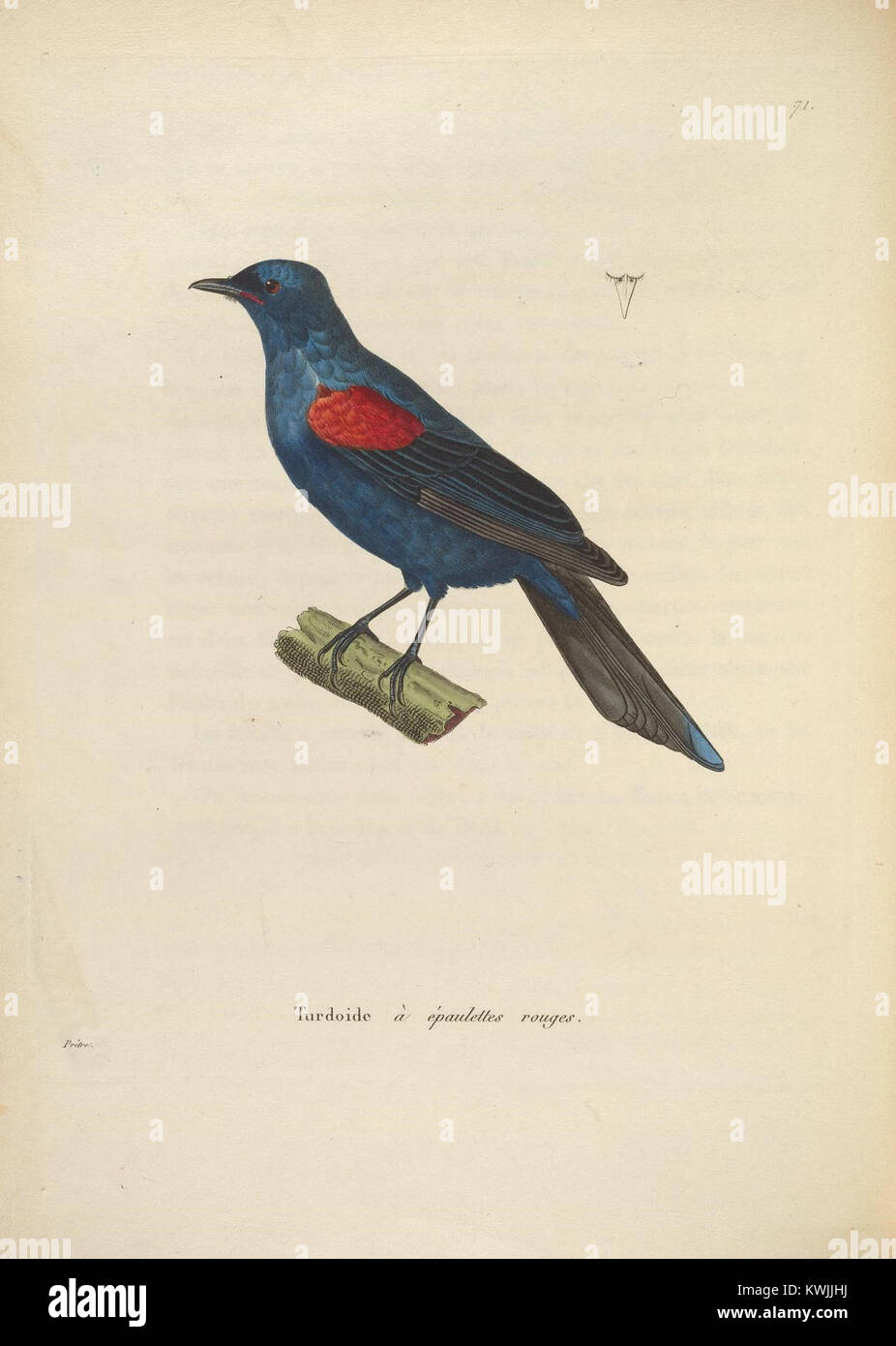 This publication presents hand-colored engraved bird plates depicting ...