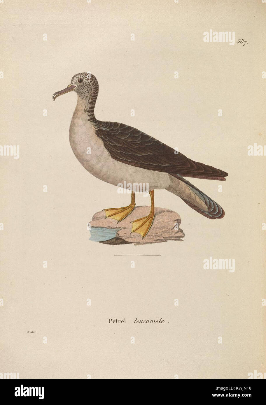 The image features a colored illustration from the book 'Nouveau ...