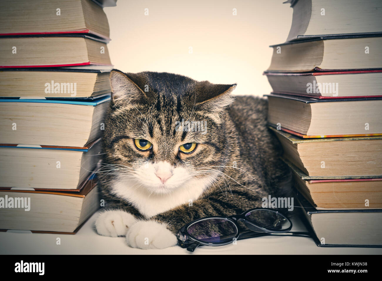 Stack of books and cat hi-res stock photography and images - Alamy