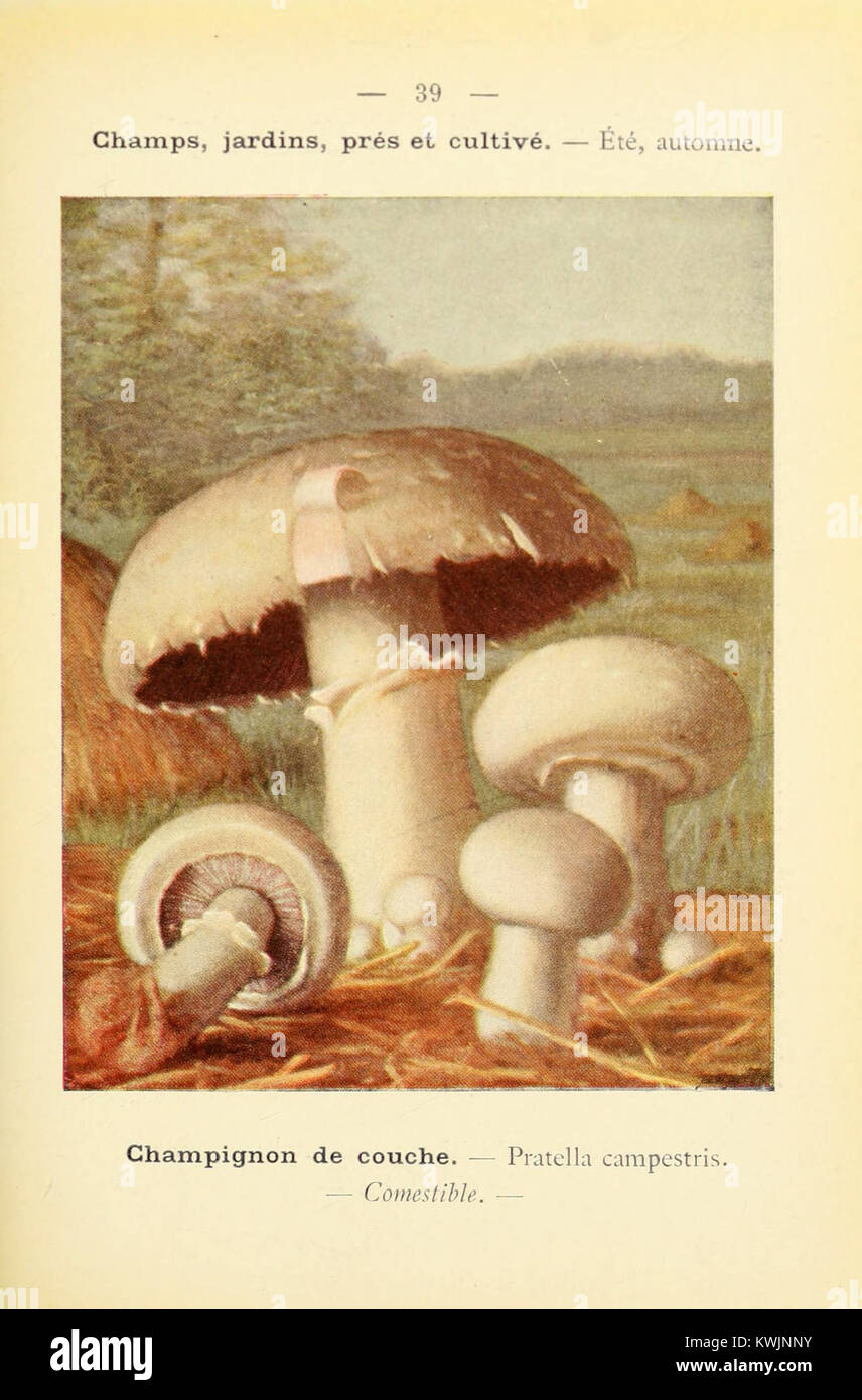 Nouvel atlas de poche des champignons comestibles et vénéneux (Pl. 39 ...