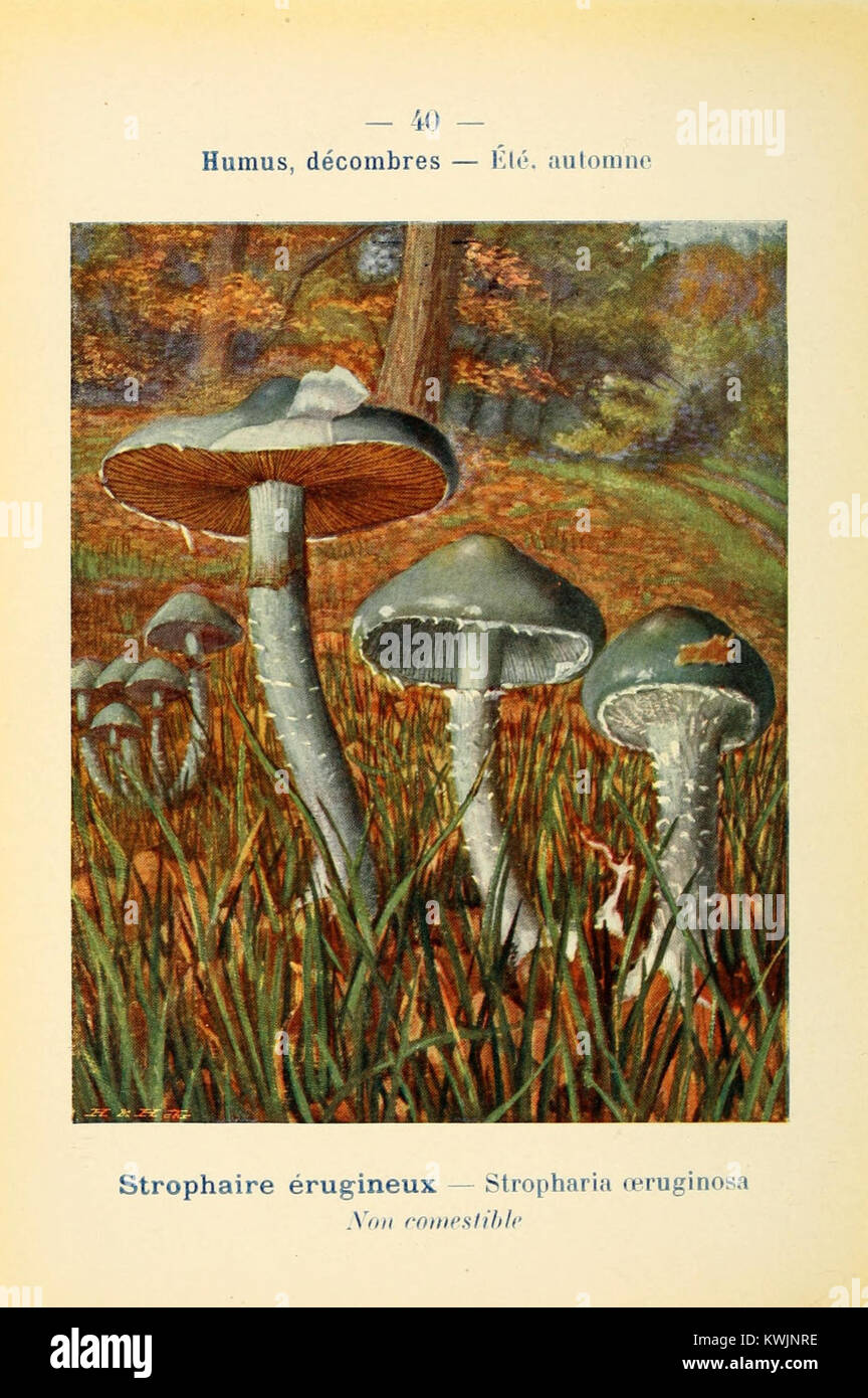 The 'Nouvel Atlas de Poche des Champignons Comestibles et Vénéneux' is ...