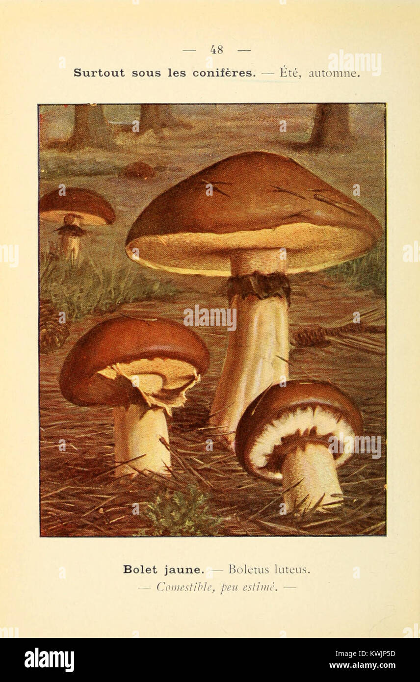 Plate 48 from the ''Nouvel atlas de poche des champignons comestibles ...