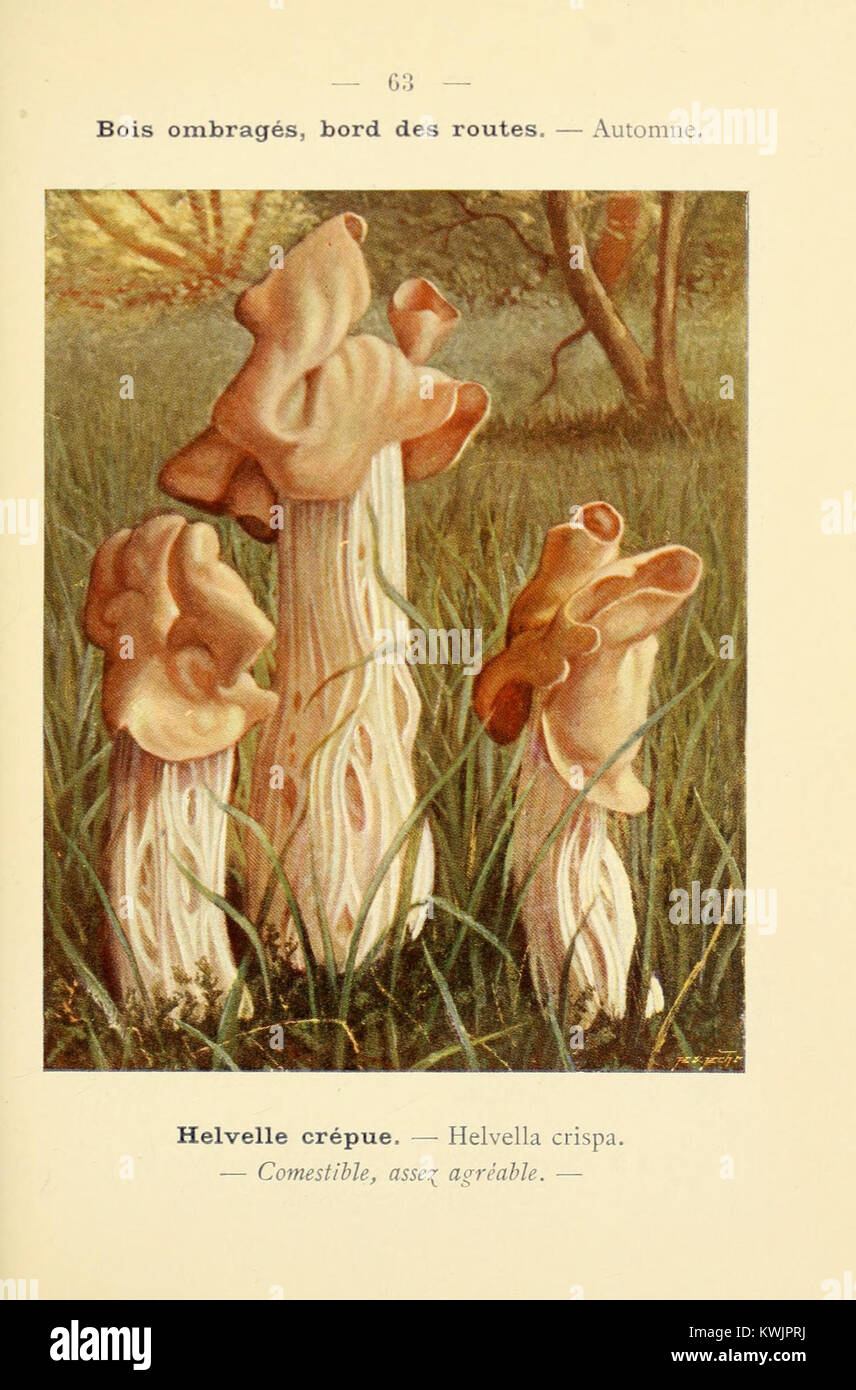 Nouvel atlas de poche des champignons comestibles et vénéneux (Pl. 63 ...