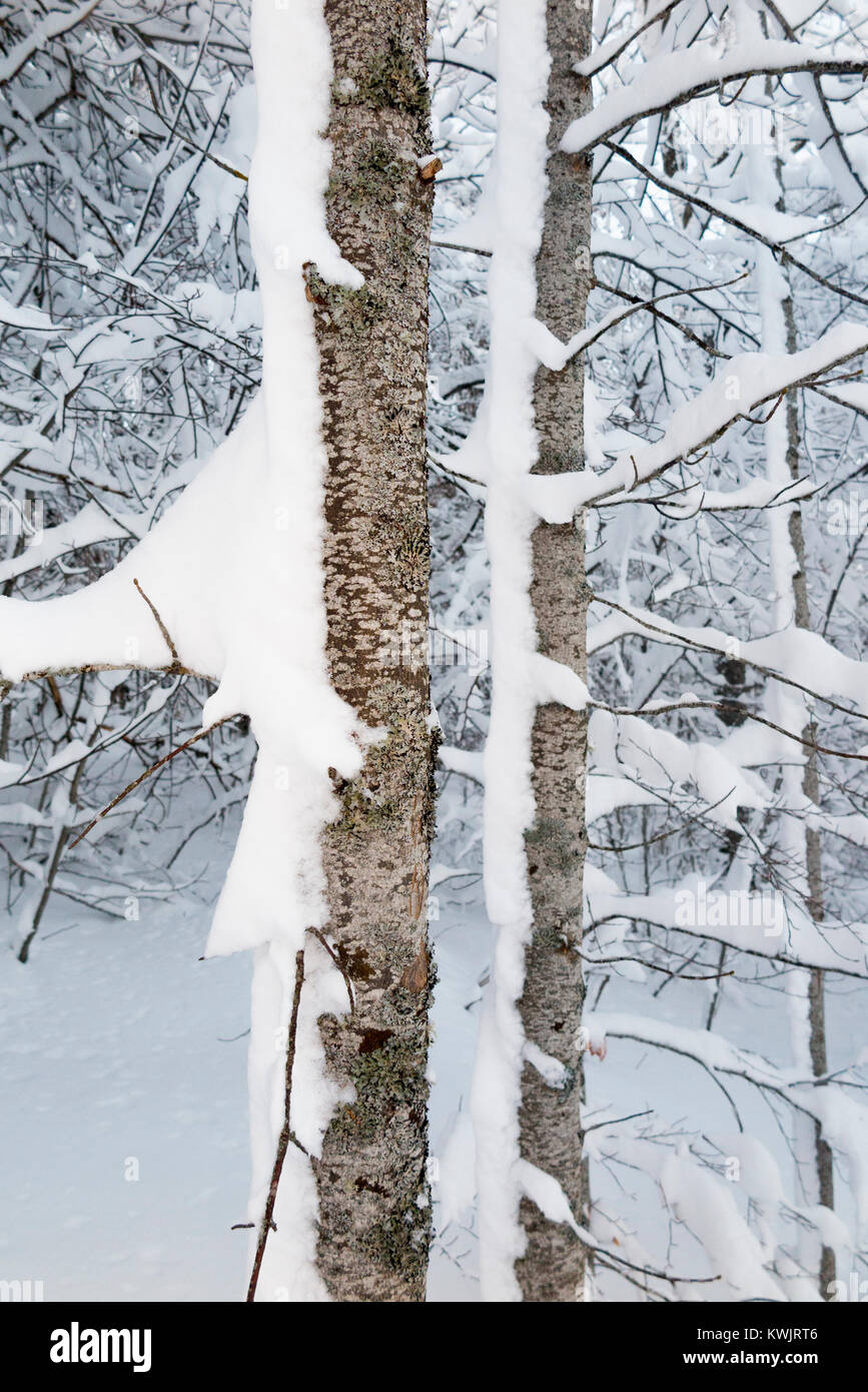A tree with branches covered in snow after a windy blizzard are falling ...