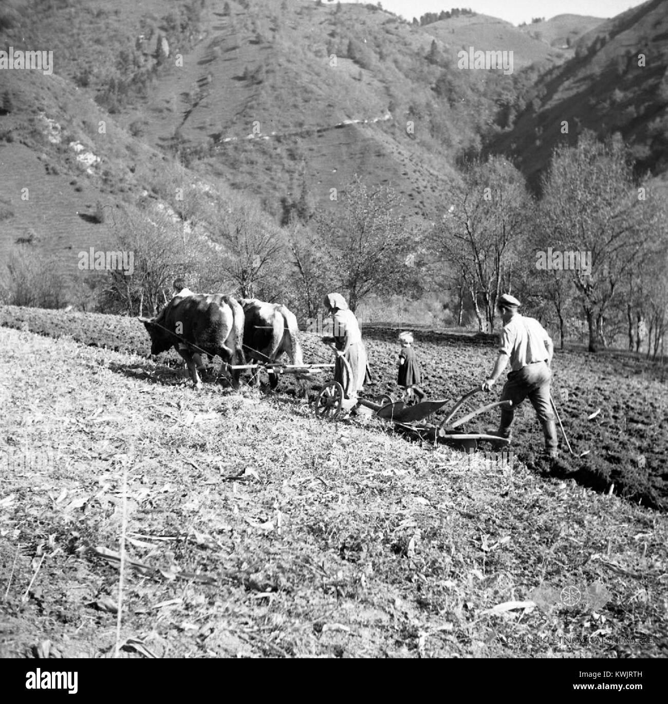 This photo shows a traditional method of plowing wheat fields using a ...