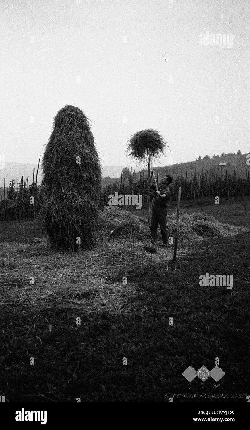 This 1965 photograph depicts the process of preparing millet straw into ...