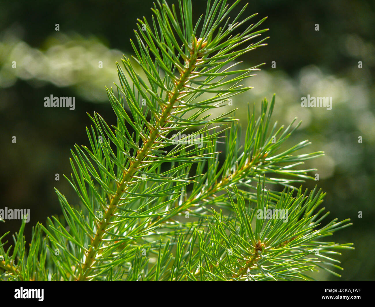 closeup fresh branch at sunny day Stock Photo - Alamy
