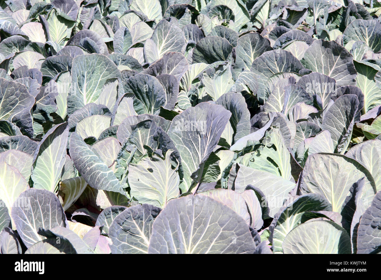Cabage harvest hi-res stock photography and images - Alamy