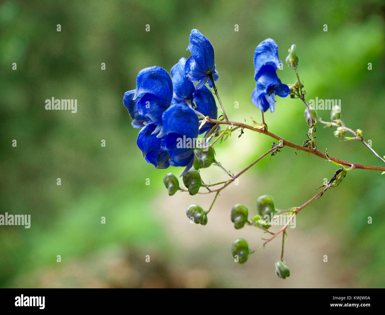 beautiful blue violet wild flower in switzerland mountains. close-up ...