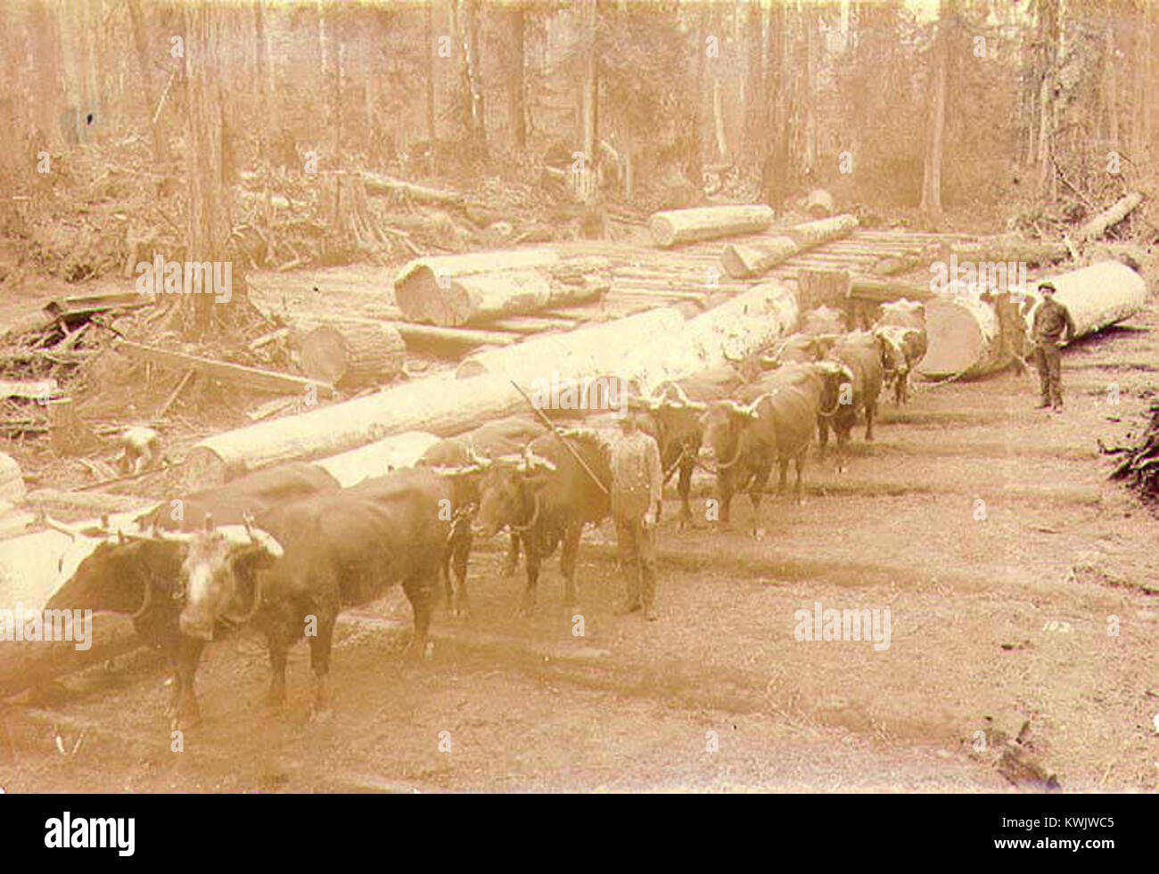 Yarding hi-res stock photography and images - Alamy